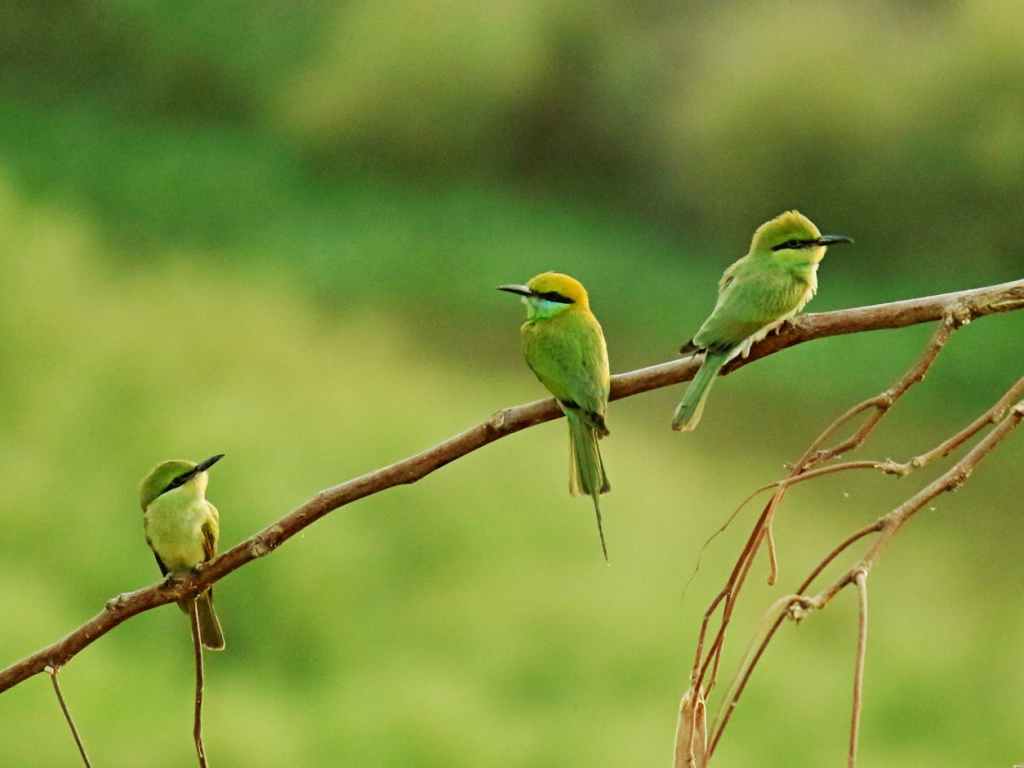 From Felines to Fables: Inside the Mind of Urban Fantasy Author Mark J ...